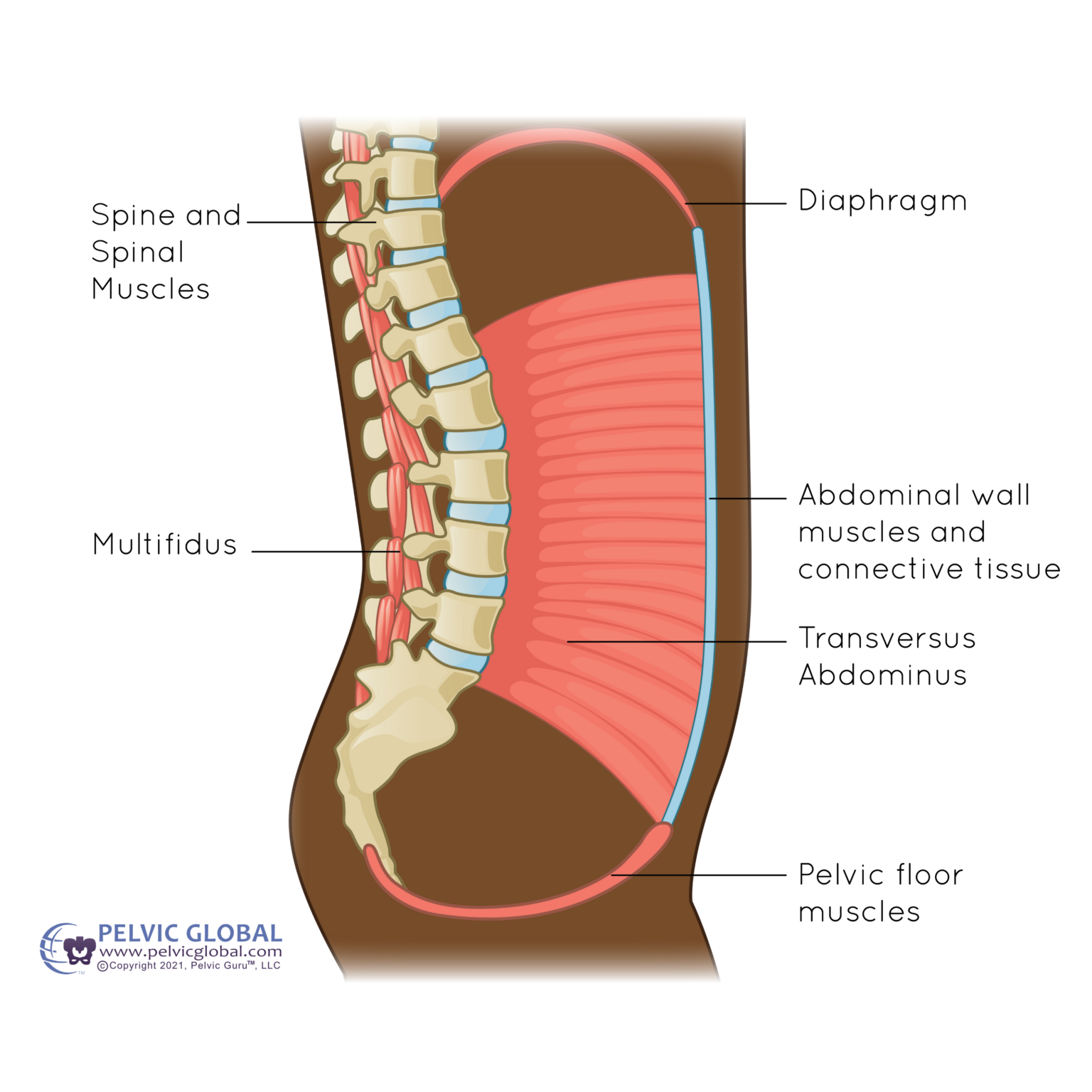Wider Ribs After Kids: Everything You Need to Know About Rib Flare ...