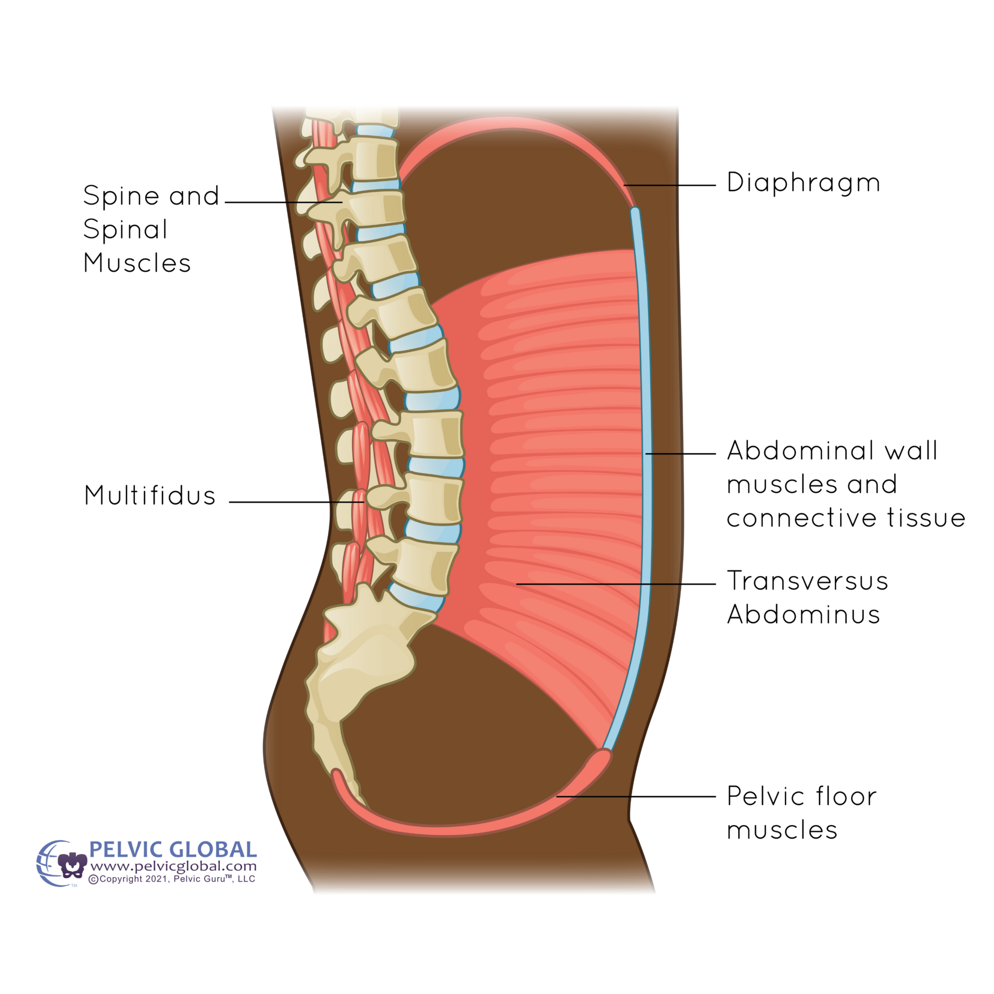 Wider Ribs After Kids: Everything You Need to Know About Rib Flare ...